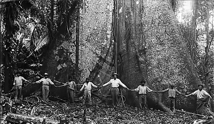 The Tree: The Most Notorious Tonewood in the World - StewMac