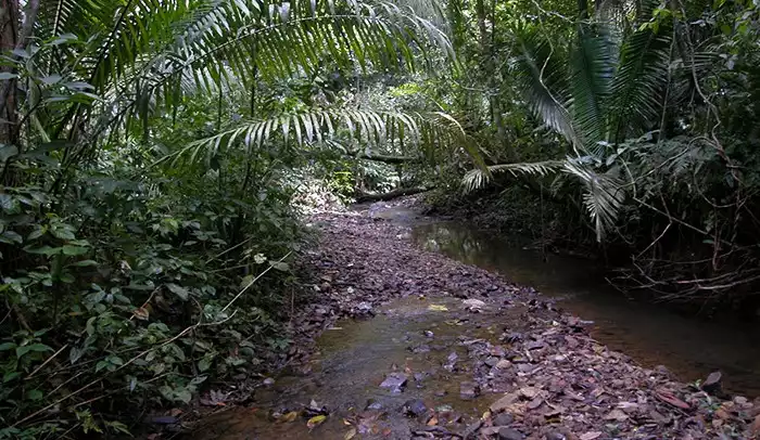 The Tree: The Most Notorious Tonewood in the World - StewMac